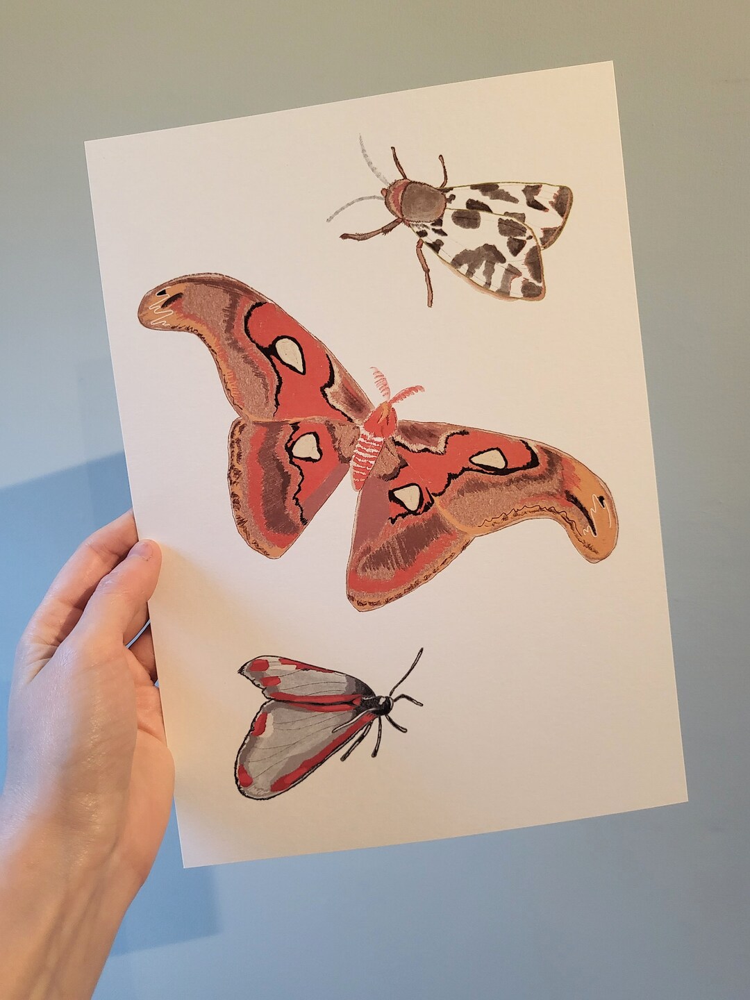 Moth Illustration Print A4 Size Nature Print - Etsy