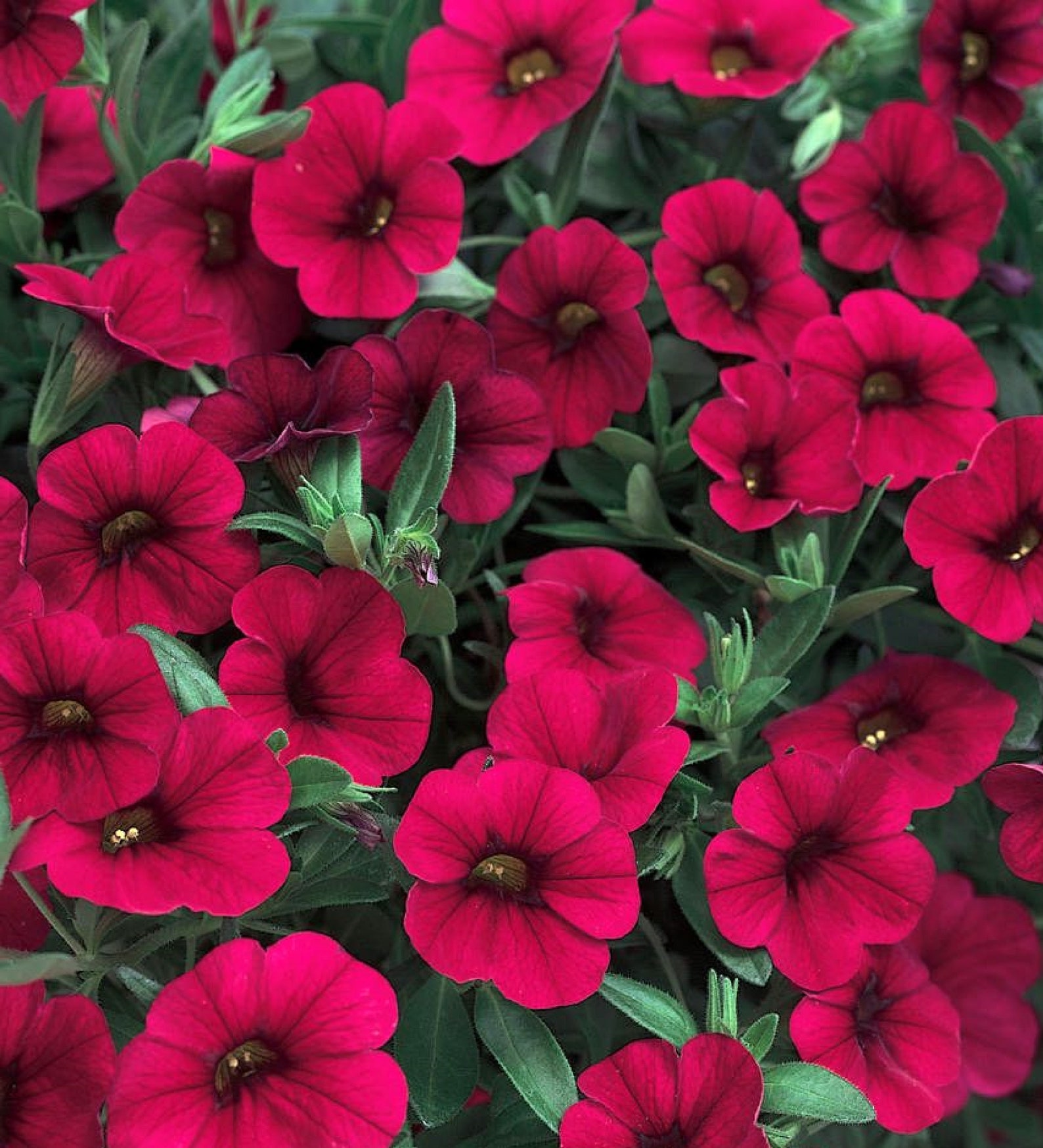 Calibrachoa Petunia Superbells Red 100 Pcs Seeds | Etsy