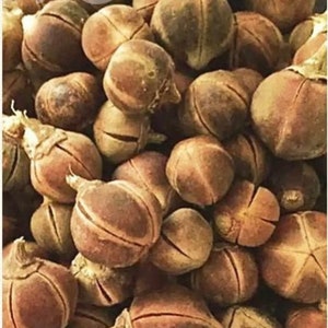 Snot Apple, Gorontula, (thespesia Garckeana), 10 Fruits for (7 USD ...