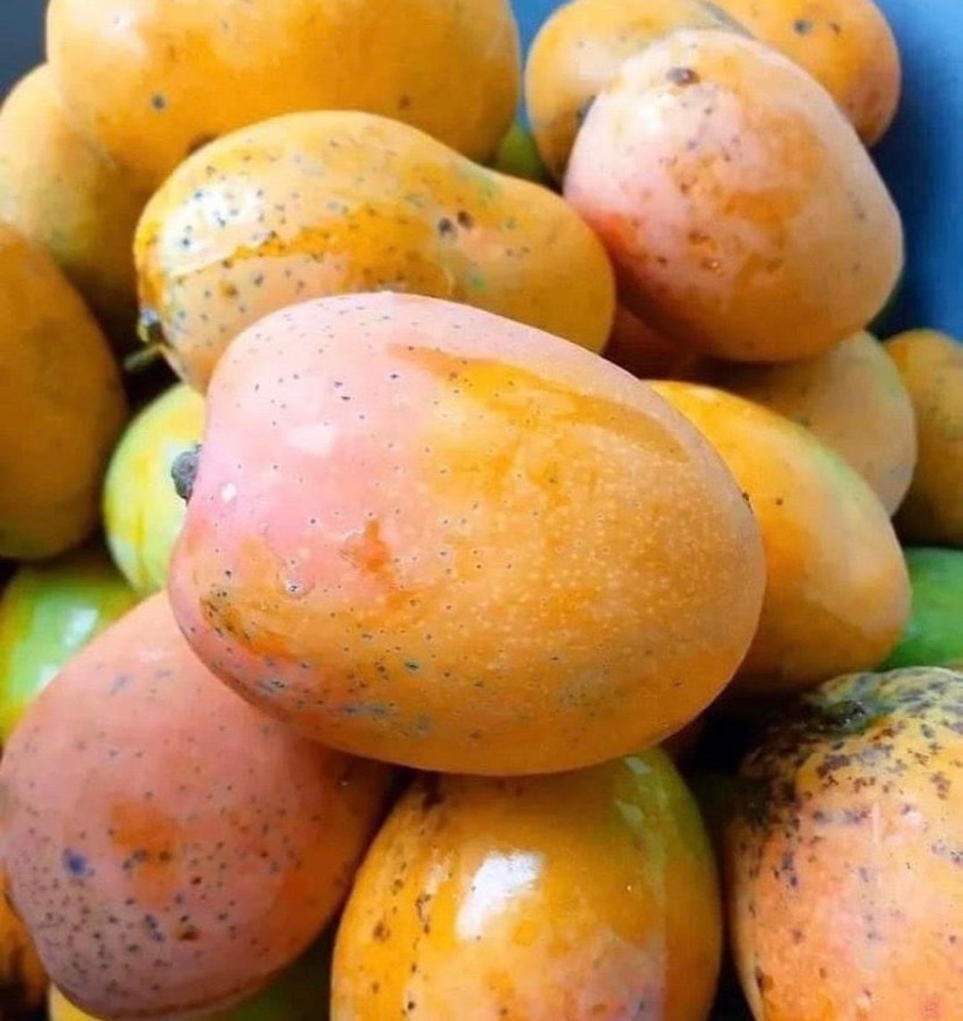 African Yellow Bush Mango(irvingia Gabonensis) Early Fruiting Variety ...