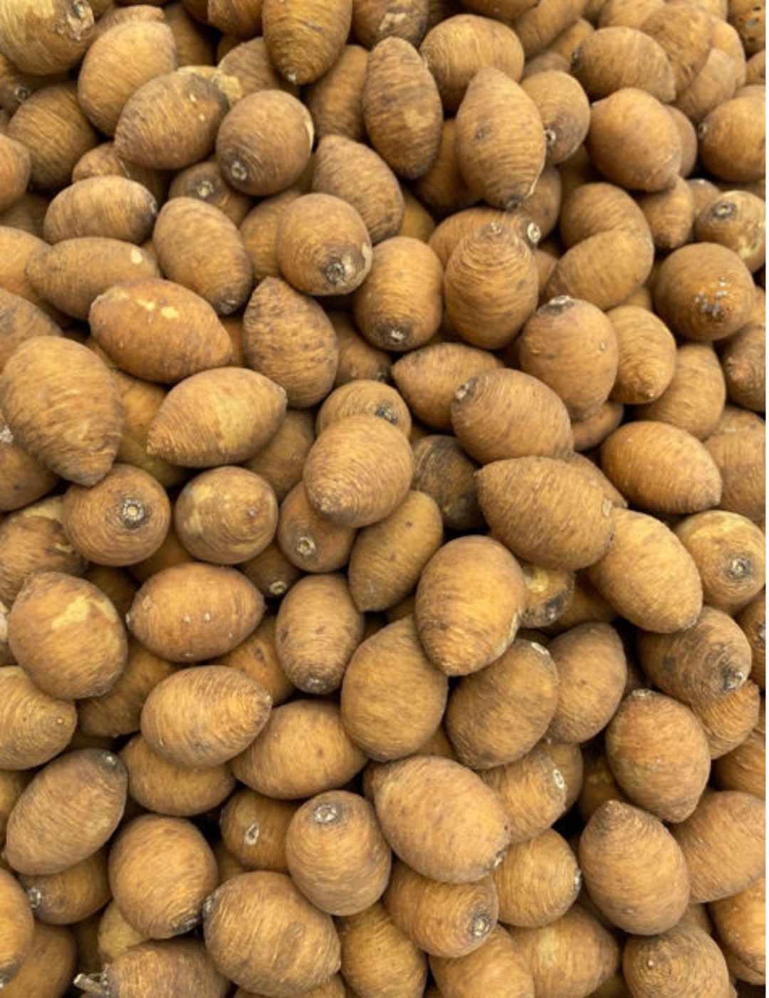 Balanites Aegyptiaca Fruit Cheap Selling | www.pinnaxis.com