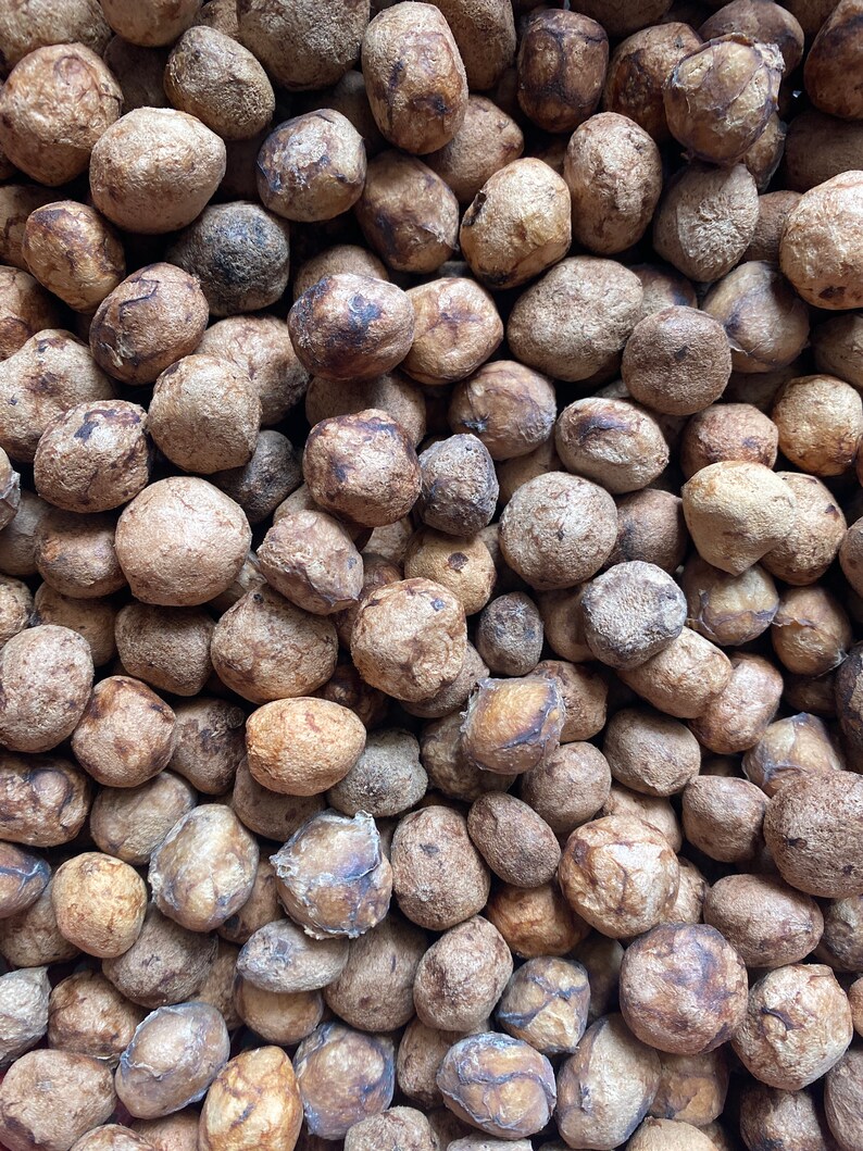 Marula Seeds sclerocarya Birrea 15 Seeds/7 USD Shipping - Etsy