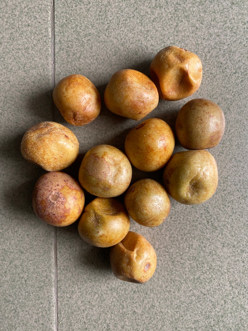 Marula Seeds sclerocarya Birrea 15 Seeds/7 USD Shipping - Etsy