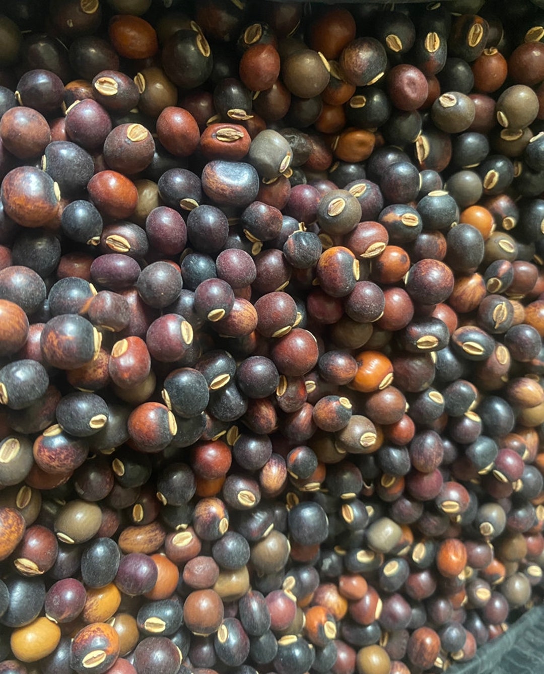 Multicolored Winged Bean (psophocarpus Tetragonolobus) Dragon Bean ...