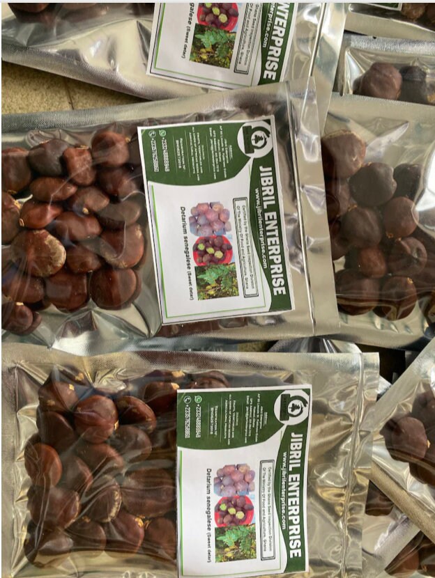 Detarium Senegalese sweet Detar 15 Seeds for 8 USD - Etsy Canada