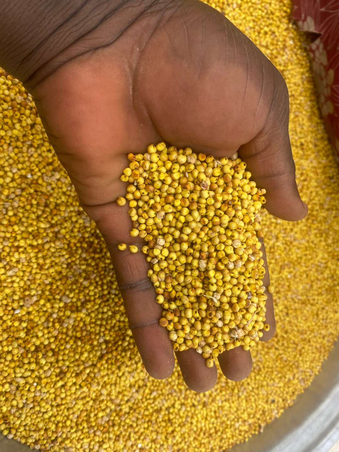 African Yellow Sorghum sorghum Bicolor, Very Rare Sorghum, Non Hybrid ...