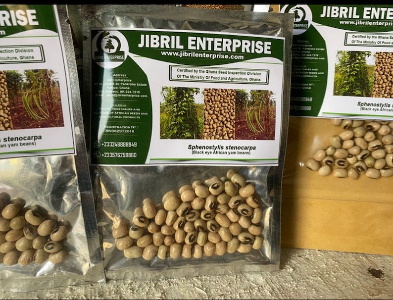 Black Eye African Yam Beanssphenostylis Stenocarpa 50 Seeds - Etsy