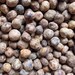 Marula Seeds sclerocarya Birrea, 15 Seeds/8 USD, Shipping Cost is 10 ...