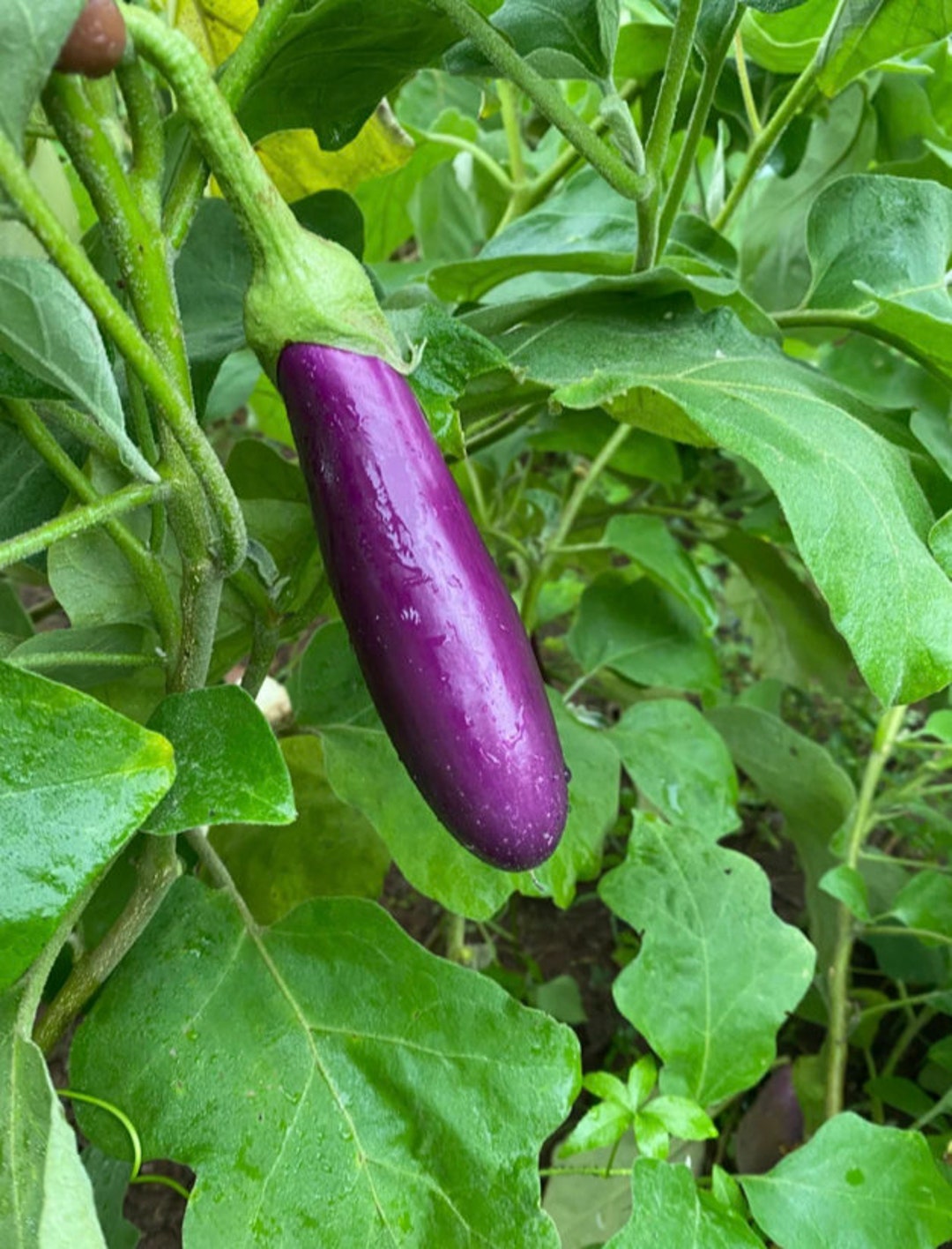 Ghanaian Purple Aubergine Eggplant, Non Hybrid, 200 Seeds/8 USD ...