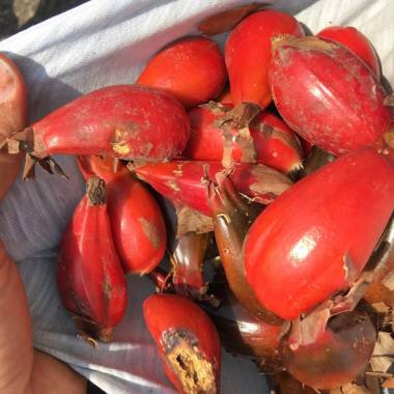 Aframomum angustifolium wild cardamom 5 fresh fruits cost | Etsy