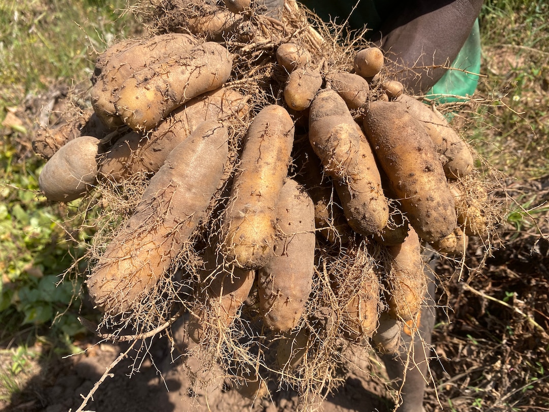 Lesser Yam(dioscorea Esculenta), Good for Consumption and Planting ...