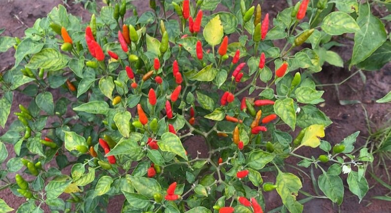 Wild African Bird Eye Chillicapsicum Frutescens 200 - Etsy
