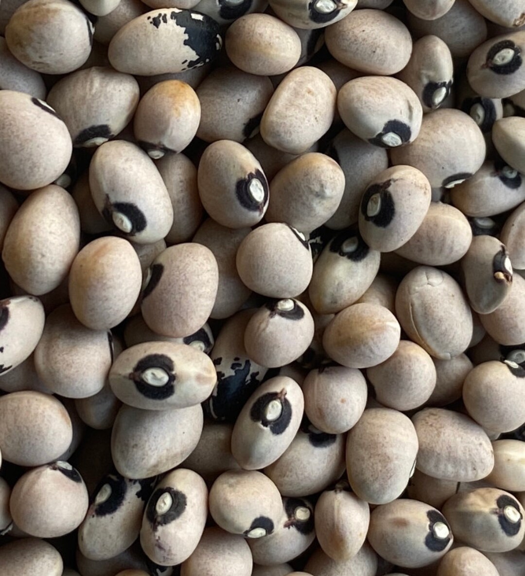 Black Eye Speckled Butter Pea, Lima Beans (phaseolus Lunatus), 25 Seeds ...