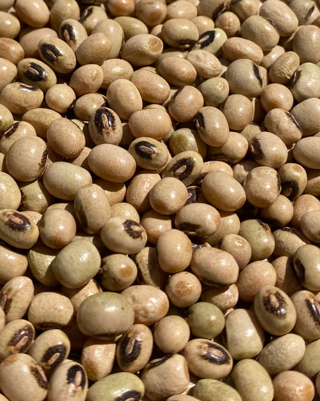 Black Eye African Yam Beans(sphenostylis Stenocarpa), 50 Seeds /14 USD ...