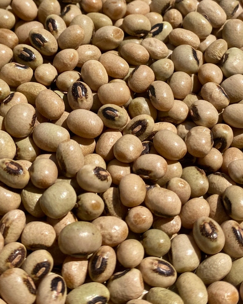 Black Eye African Yam Beanssphenostylis Stenocarpa 50 Seeds - Etsy