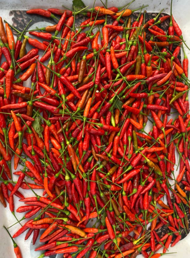 Wild African Bird Eye Chillicapsicum Frutescens 200 - Etsy