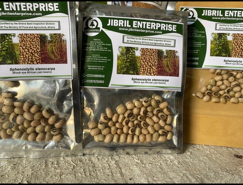 Black Eye African Yam Beanssphenostylis Stenocarpa 50 Seeds - Etsy