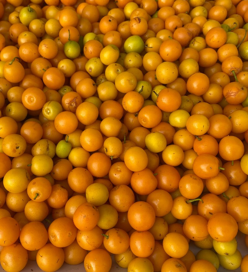 West African Prunus African Yellow Plum 10 Seeds/5 USD - Etsy