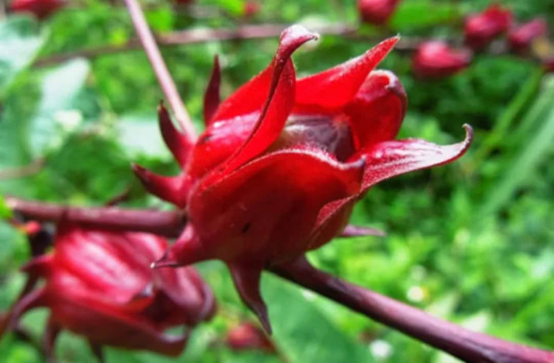 Red Roselle, Sour Tea, Red Zinger, Hibiscus Sabdariffa, 200 Seeds for 8 ...
