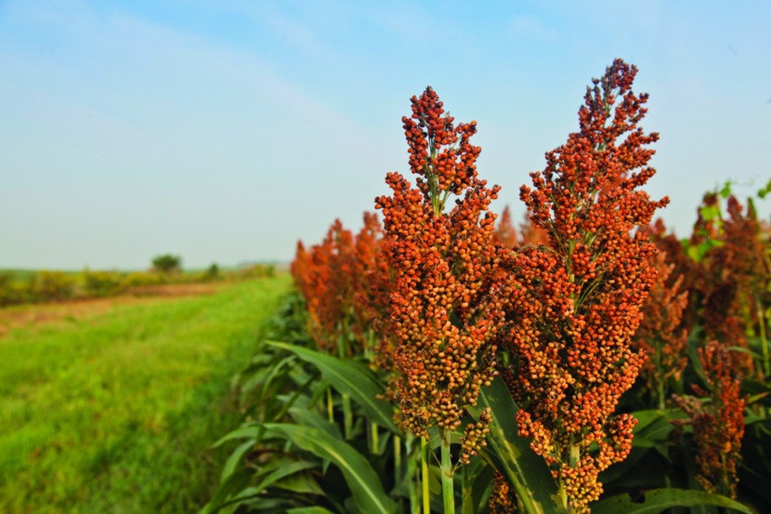 Red African Sorghum Seeds Sorghum Bicolor 200g for 11 USD - Etsy Australia