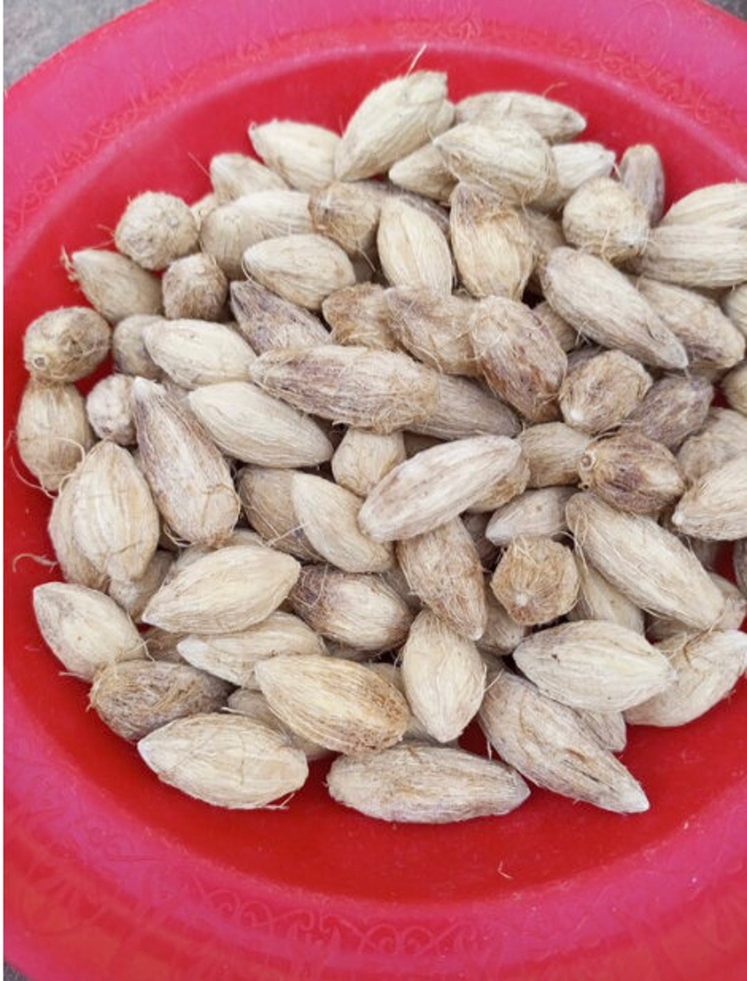 Balanites Aegyptiaca (dessert Dates), Seeds for Oil, Medicinal Etc ...