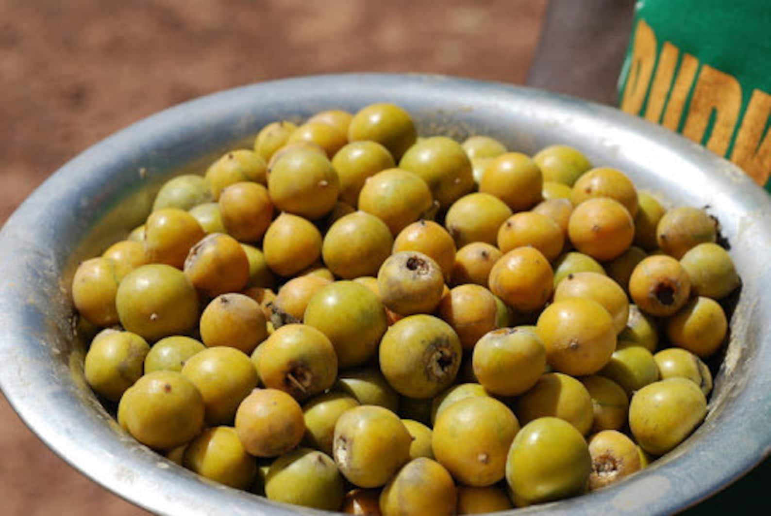 Jackal berryDiospyros mespiliformis 25 seeds cost11 u.s | Etsy