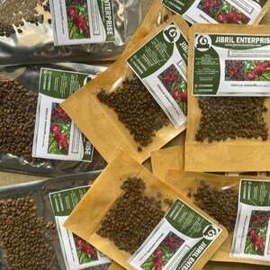 Red Roselle, Sour Tea, Red Zinger, Hibiscus Sabdariffa, 200 Seeds for 8 ...