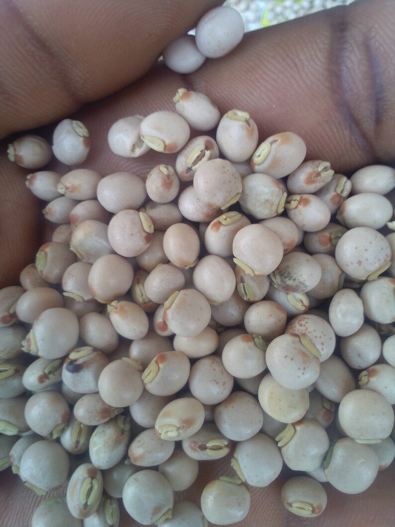 Pigeon Pea Cajanus Cajan Seeds for Sale 100g/11 USD | Etsy