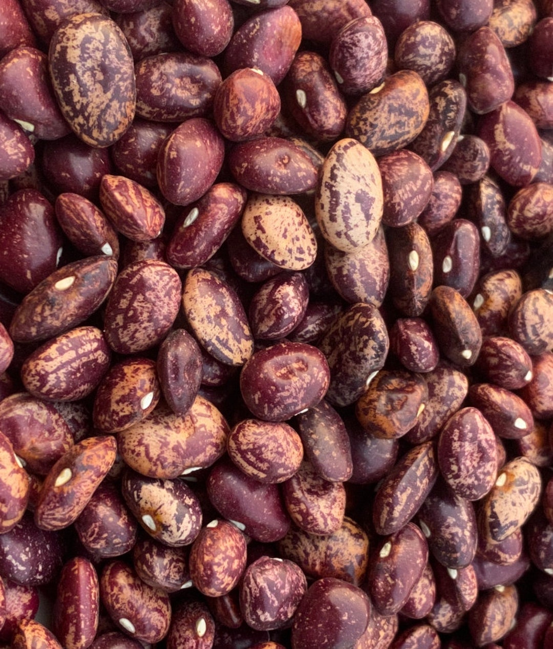 Deep Red and Purple Speckled Butter Pea, Lima Beans (phaseolus Lunatus ...