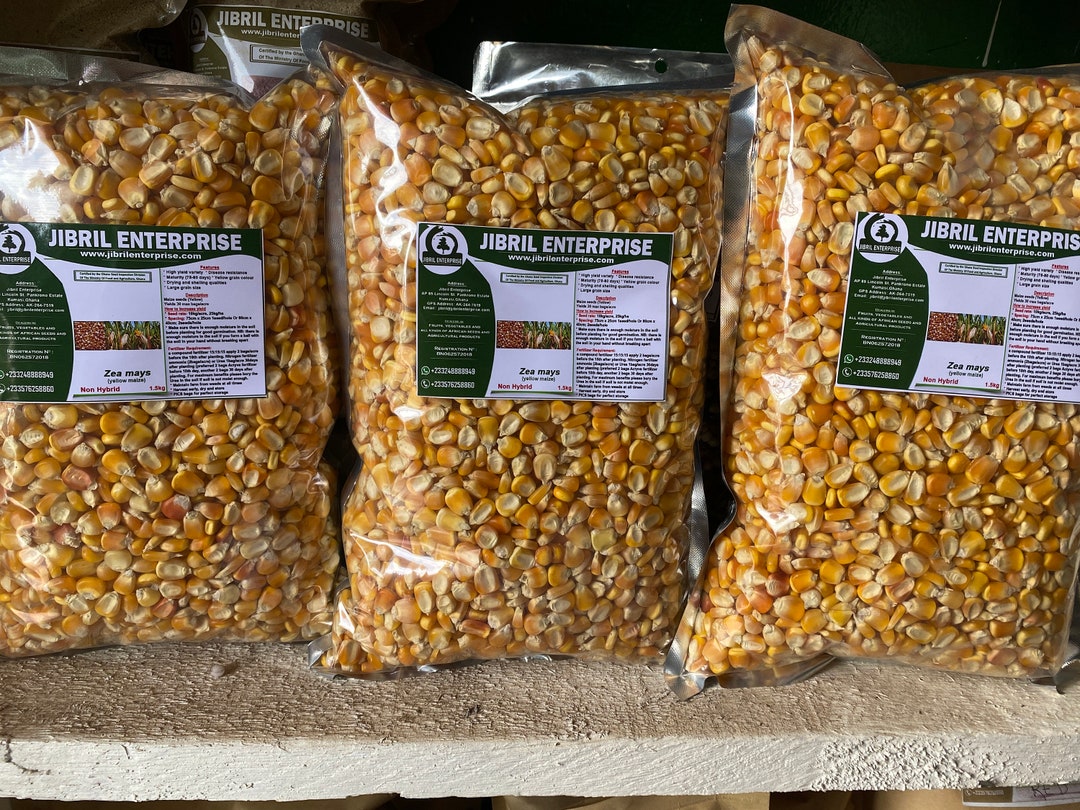 Ghanaian Yellow Corn Seeds(zea Mays), Non Hybrid, High Yielding Variety ...