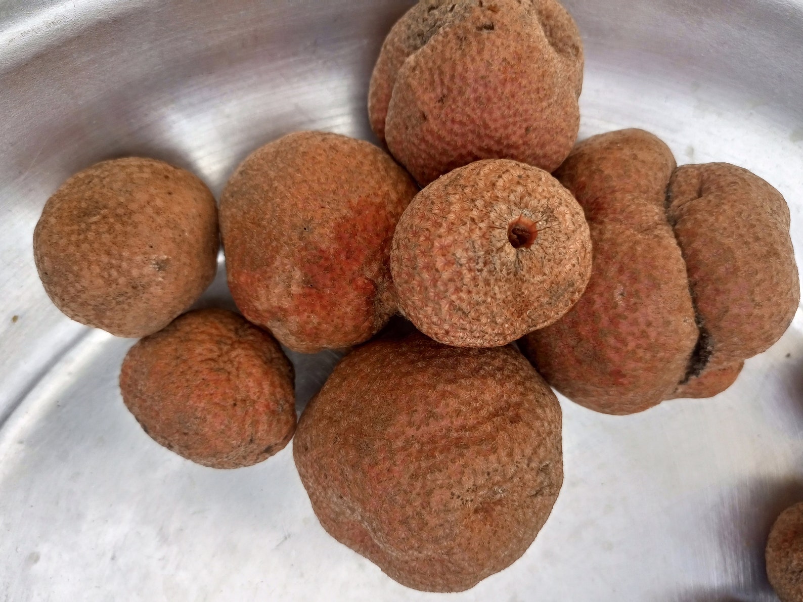 Nauclea Latifolia african Red Peach Seeds 200 Seeds for 11 | Etsy