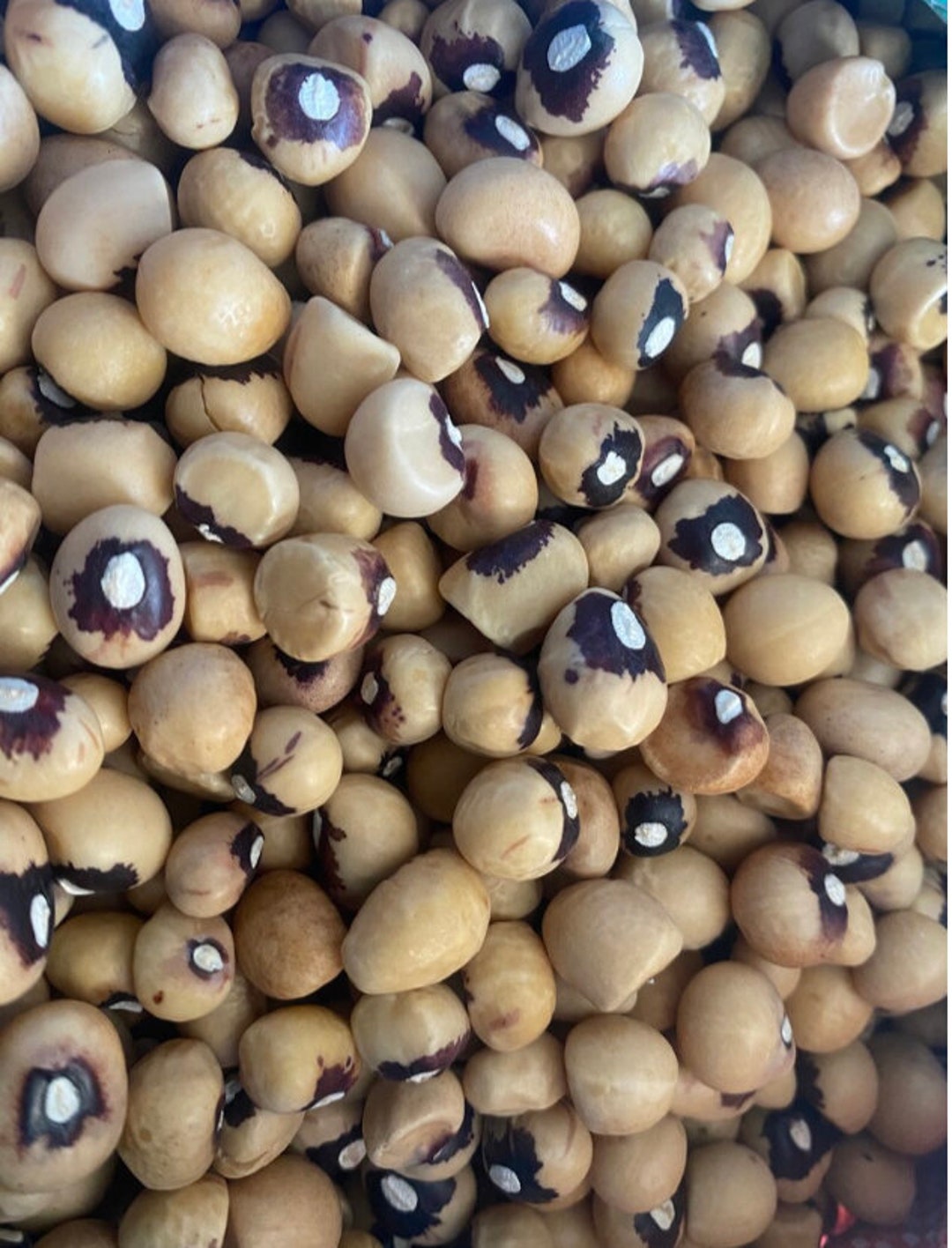 Ghanaian Black Eye Bambara Beans vigna Subterranea 200g for - Etsy