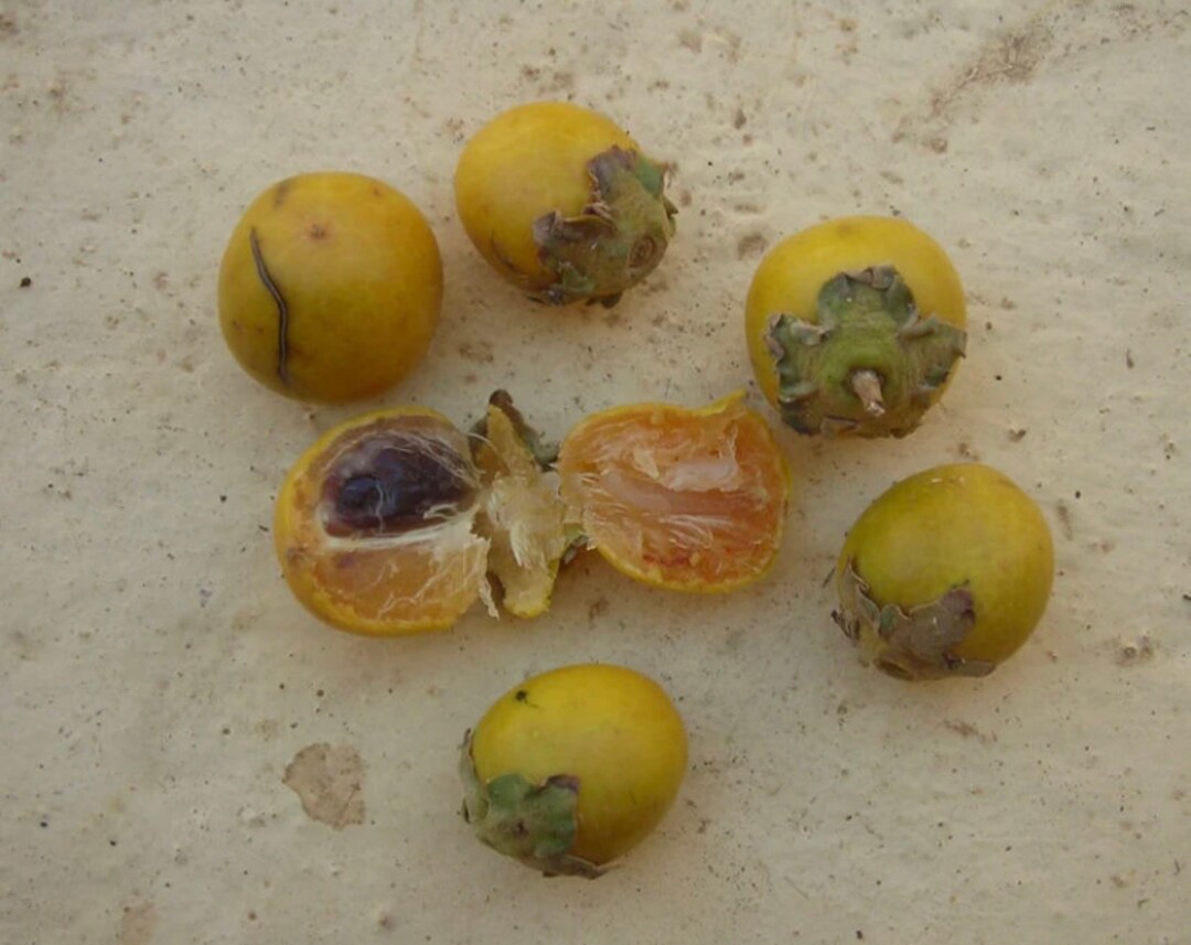 Jackal Berry(diospyros Mespiliformis), 25 Seeds Cost(11 U.s Dollars ...