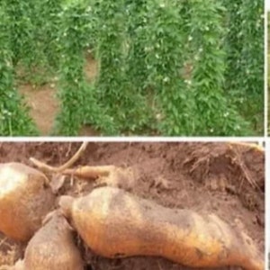 Black Eye African Yam Beans(sphenostylis Stenocarpa), 50 Seeds /14 USD ...