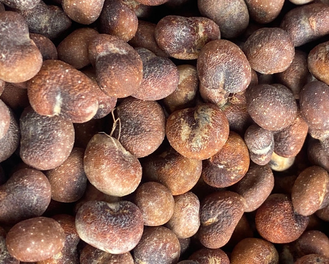 Baobab Seedsadansonia Digitata Fresh Seeds for Planting Oil - Etsy