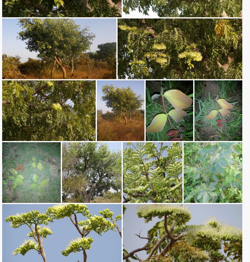 West African Copal Treedaniellia Oliveri Gum Tree Copal - Etsy