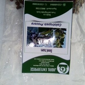 Calotropis Procera(milk Weed, Sodom Apple) 200 Seeds Cost is 10 USD ...