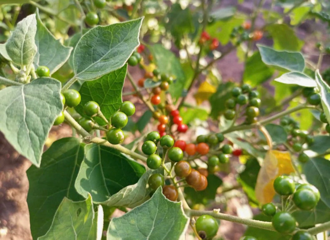 Solanum Aguivi, African Pea Eggplant, Forest Bitter Berries, 200 Seeds ...