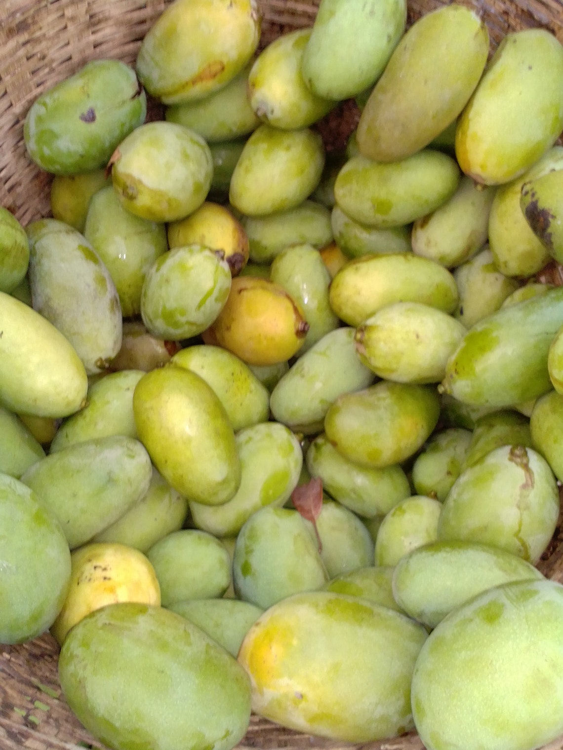 African bush mangoIrvingia gabonensis 7 seeds cost13 USD | Etsy