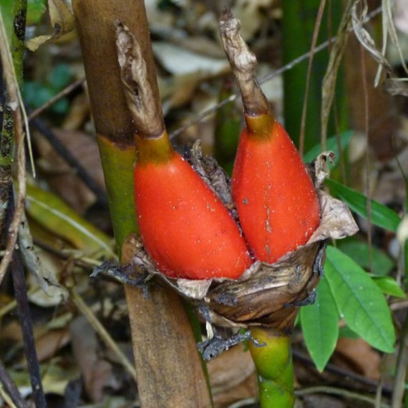 Aframomum angustifolium wild cardamom 5 fresh fruits cost | Etsy