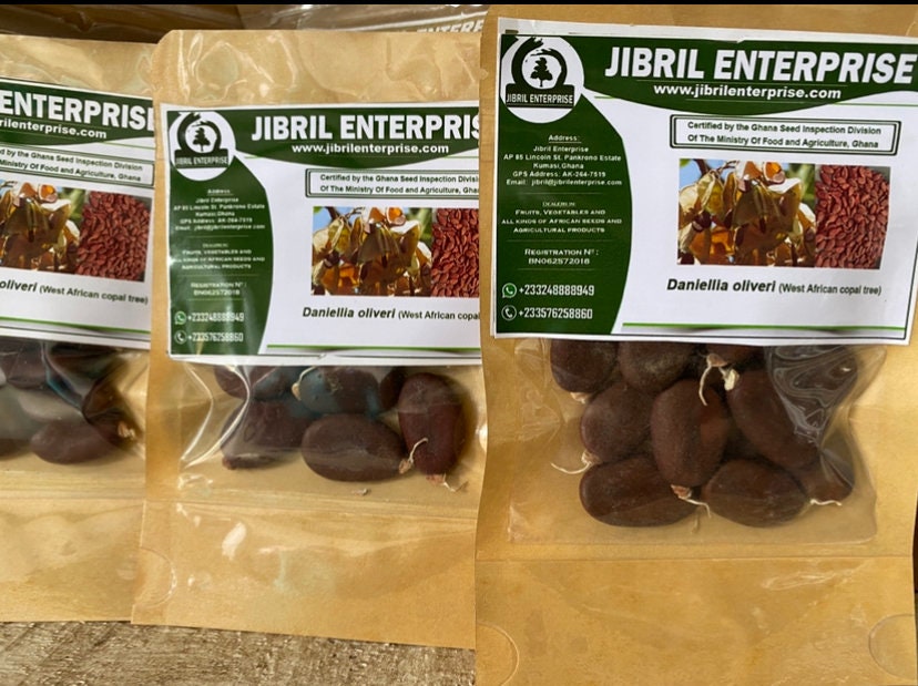 West African Copal Treedaniellia Oliveri Gum Tree Copal - Etsy