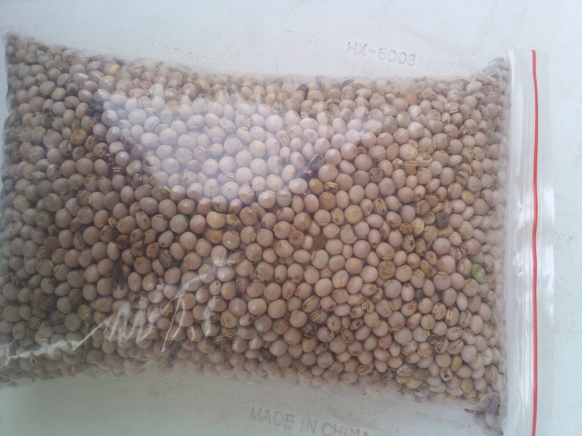 Pigeon pea cajanus cajan seeds for sale 100g/11 USD | Etsy