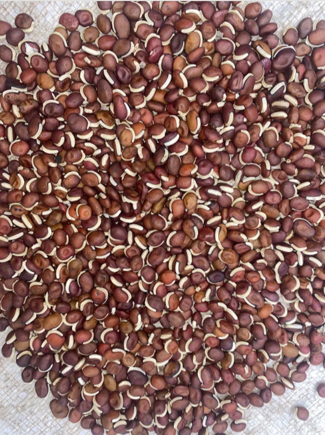 Burgundy Hyacinth Beans (lablab Purpureus), 100 Seeds/10 USD, Shipping ...