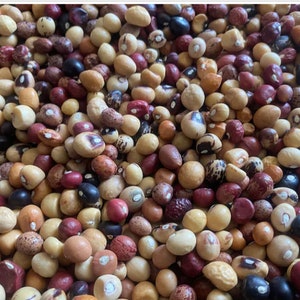 20 in 1 Ghanaian Multicolored Bambara Beans, (vigna Subterranea) 200g ...