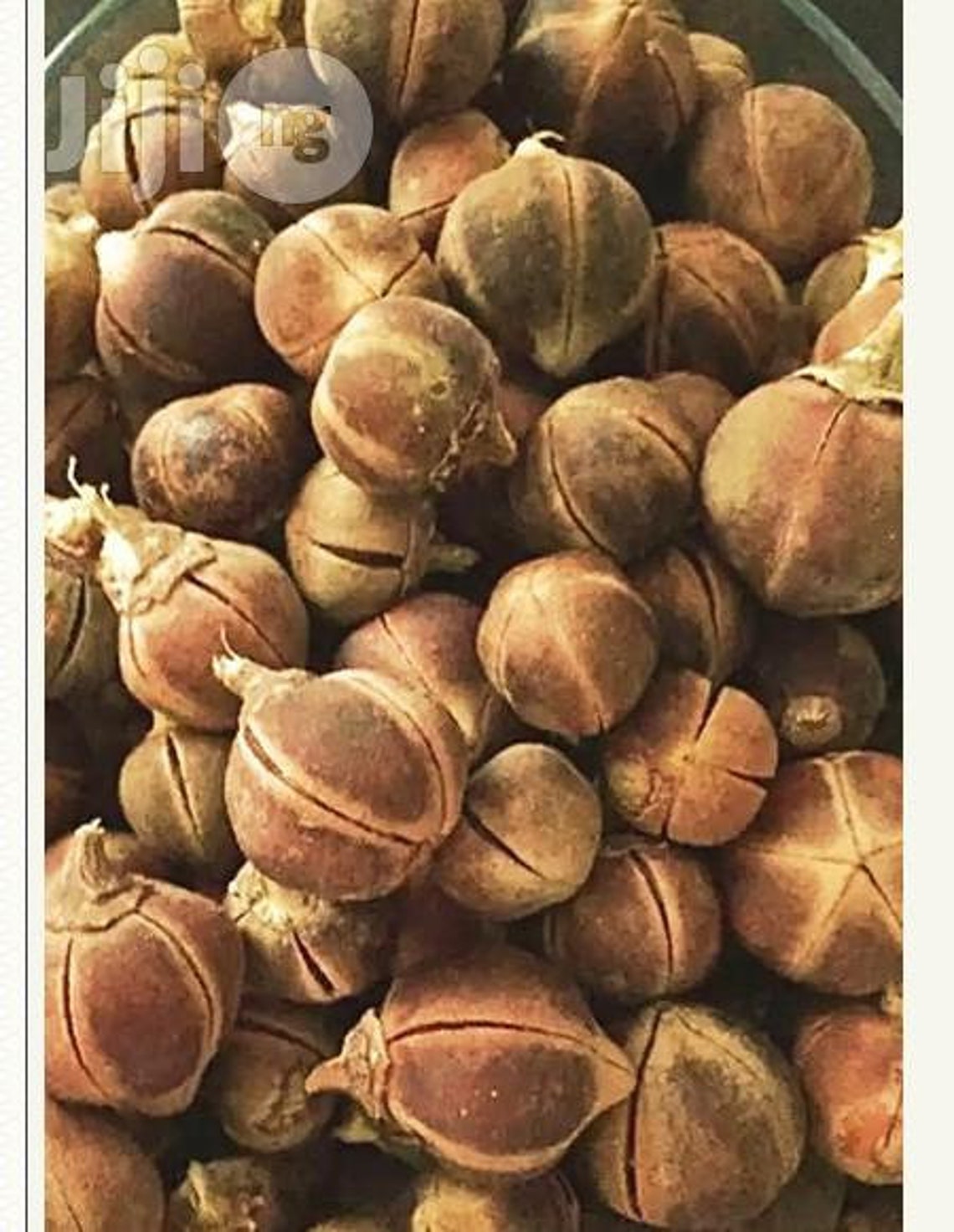 Snot apple gorontula Thespesia garckeana 10 fruits for | Etsy