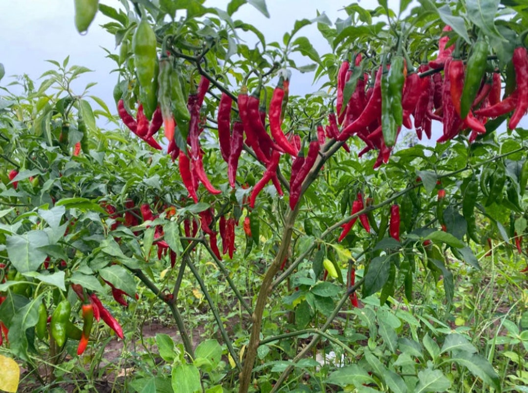 Long African Chilli Pepper, Capsicum Annuum, 200 Seeds for 11 USD ...