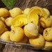 Marula Seeds sclerocarya Birrea, 15 Seeds/8 USD, Shipping Cost is 10 ...