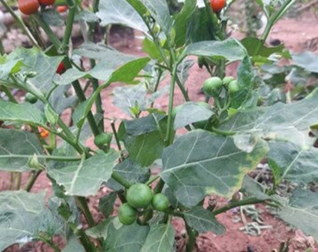 Nigerian Garden Egg, Both Fresh Leaves and Fruits Are Edible, 200 Seeds ...