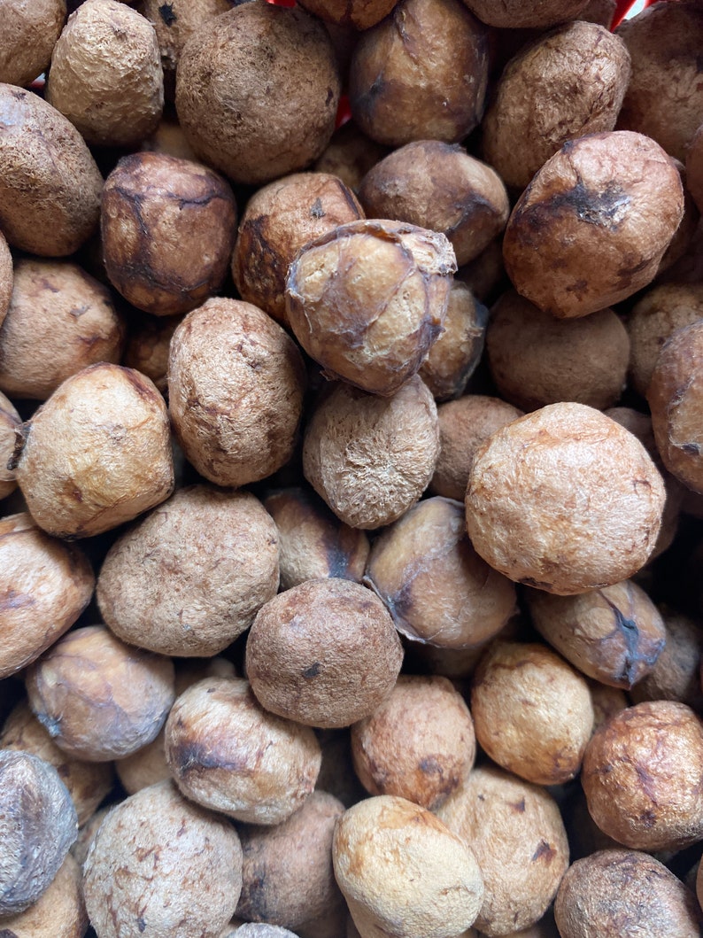 Marula Seeds sclerocarya Birrea 15 Seeds/7 USD Shipping - Etsy