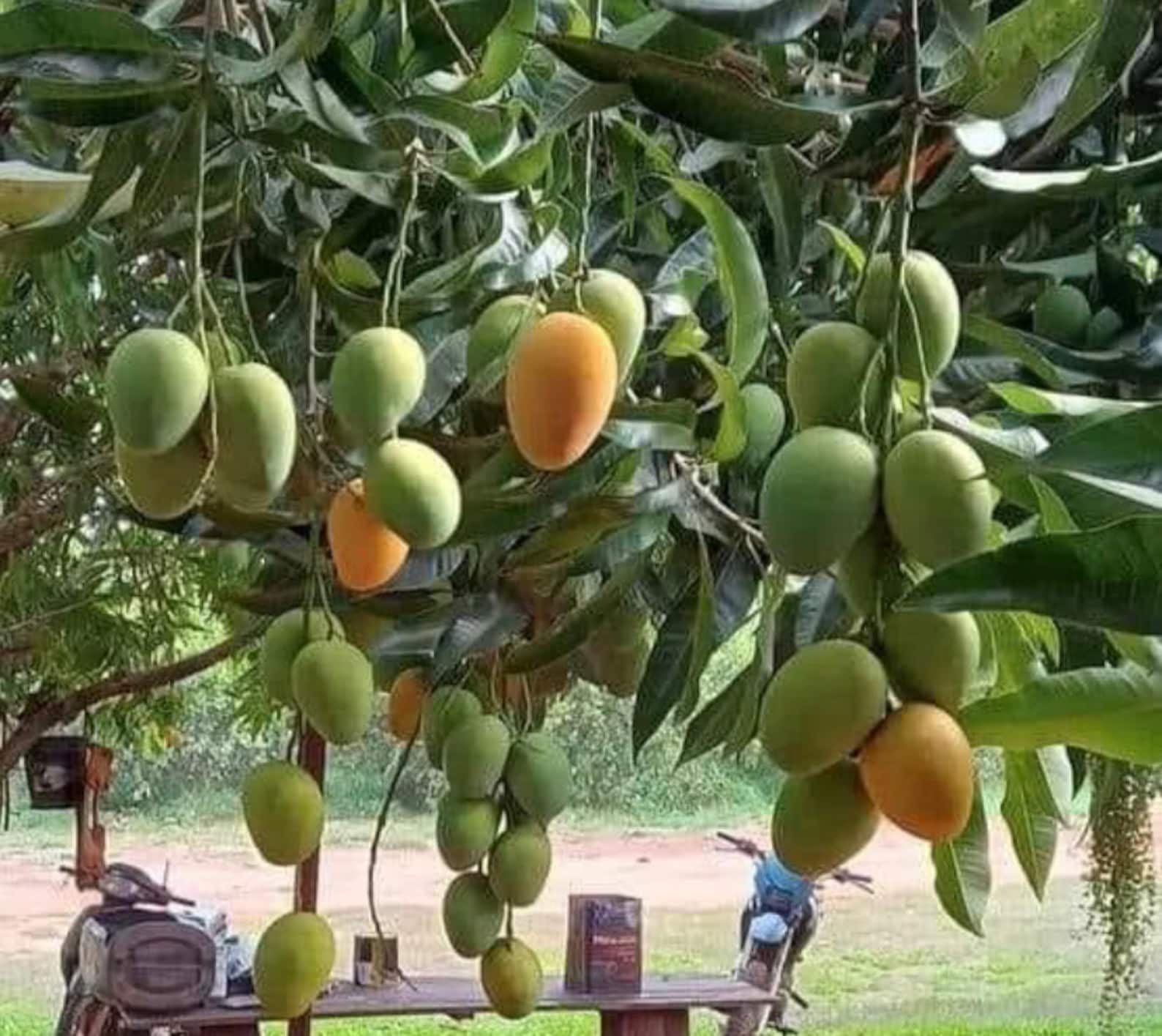 African Yellow Bush Mango(irvingia Gabonensis) Early Fruiting Variety ...